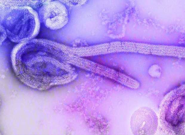 Ebola moving faster than responders can contain it, warns WHO ...