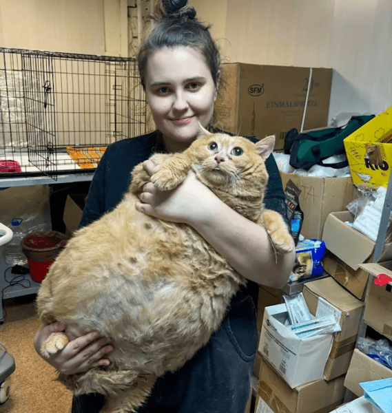 ‘World’s fattest’ cat dies despite stint at fat camp – Blazing Cat Fur