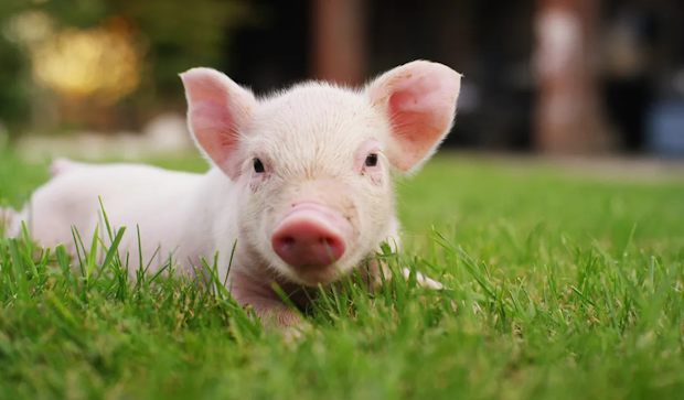 Group That Left Pig Heads at Mosques Worked for Moscow: Report ...